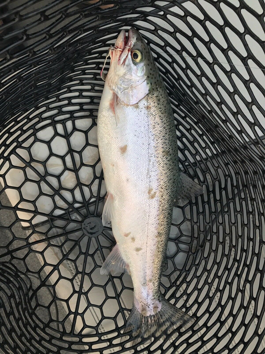 5 New, Kastmaster Style Gold Spoon, 5/8 ounce great for Trout,& Bass ...